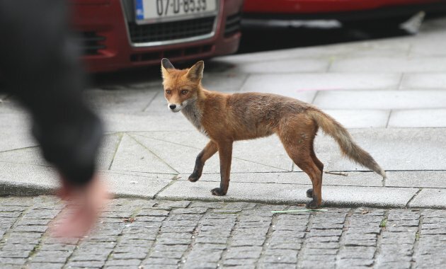 Harcourt Street Garda Station's Visitor of the Day · The Daily Edge