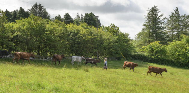 'Whole ditches disappearing overnight': hedgerows falling foul to ...
