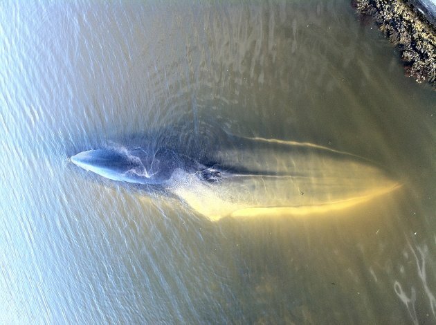 VIDEO: Young fin whale still stuck in west Cork harbour · TheJournal.ie