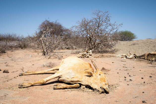 In pictures: The drought causing animals to drop dead in Kenya