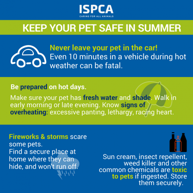 Here's how to keep your pets safe and cool during the hot weather