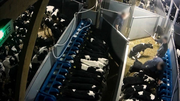 ‘Empty bellies’: Unweaned calves left without milk for long periods on ...