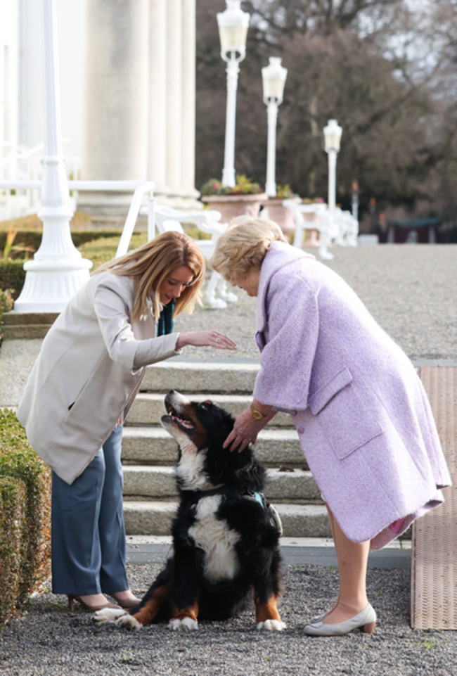Bród, beloved dog of President Michael D. Higgins, dies aged 11