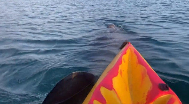 Basking shark swims under kayak in ‘surreal’ experience off coast of ...