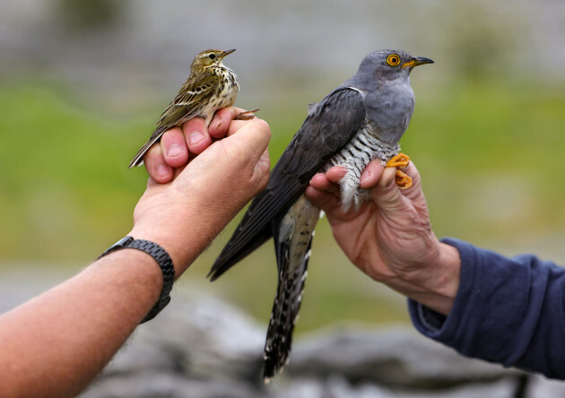 Tracking project aims to solve mystery of where Irish cuckoos migrate ...