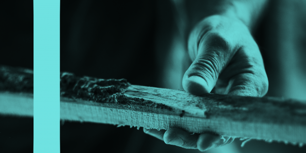 Crash of the ash: How dieback could break the hurley-making industry