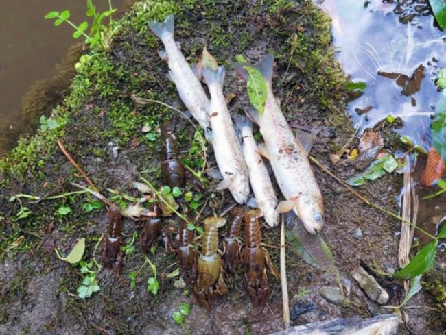 Building firm spared conviction for causing fish kill in Dublin’s River ...