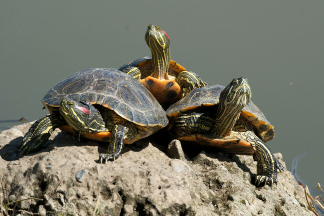Councils working on 'control protocols' for invasive turtles dumped by ...