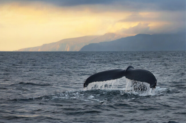 'I took this photo when the sea was 7°C': striking sea photographs win ...
