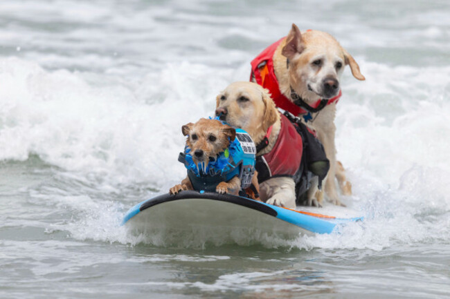 Dogs take to the waves in California for their world surfing championships