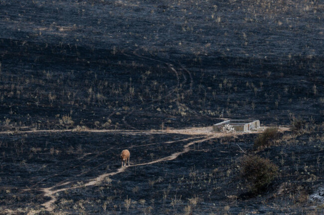 In photos: Wildfires scorch Spanish land amid soaring temperatures of ...