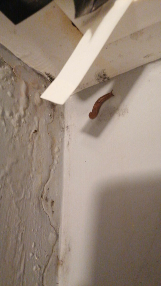 Dublin social housing tenants dealing with mushrooms, mould, slugs and ...