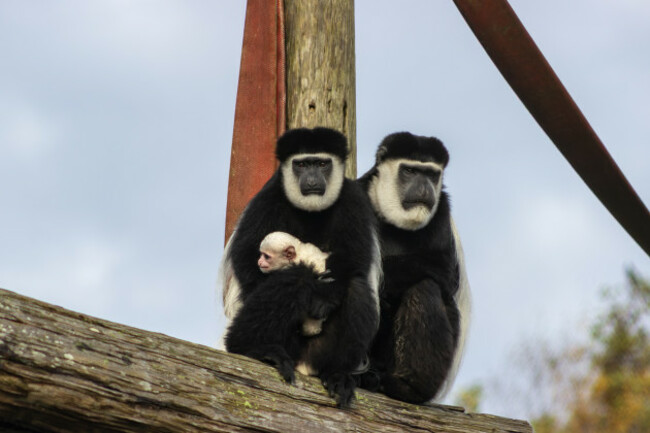 Fota Wildlife Park calls on the public to name a new baby colobus monkey