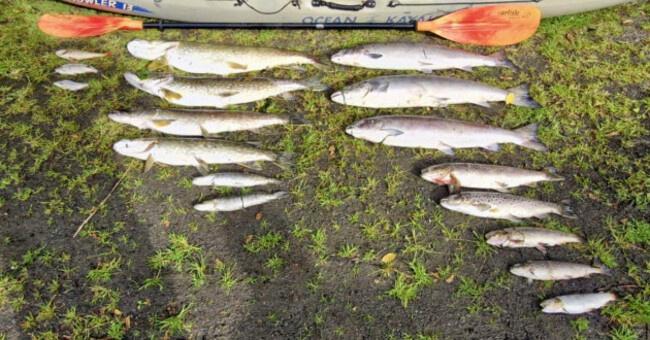 Over 20,000 fish thought dead in 'significant kill' caused by ...