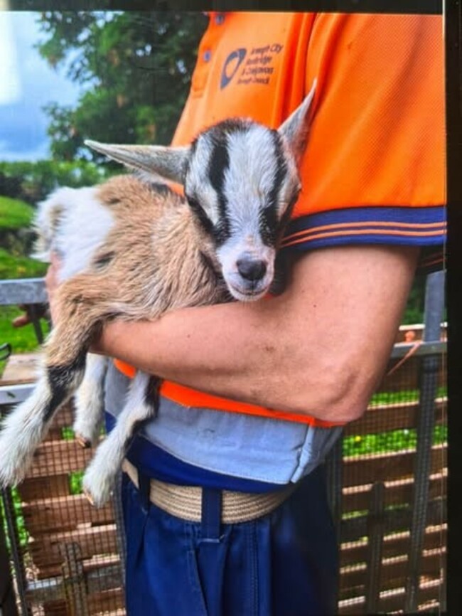 Two people arrested over 'kid-napping' of three-week old goat