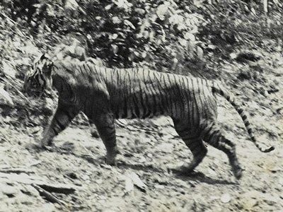 10 animals that were hunted to extinction · TheJournal.ie