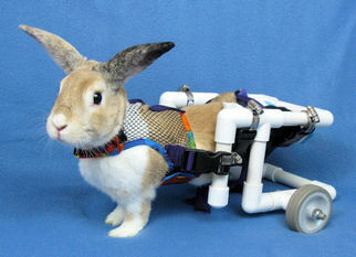 Stop what you’re doing and look at this rabbit in a wheelchair