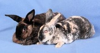 Stop what you’re doing and look at this rabbit in a wheelchair