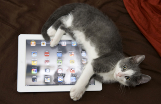 Own a laptop and a cat? Is this happening to you right now?