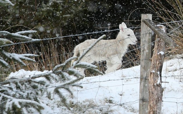 Spring Lamb in Snow Pic of the Day · TheJournal.ie