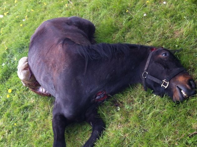 Graphic images show horse's mauled body in North Dublin · TheJournal.ie