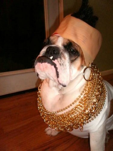 9 children and dogs who know how to celebrate Mr. T · The Daily Edge