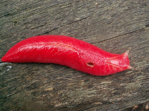 Giant flourescent pink slug discovered in Australia · TheJournal.ie