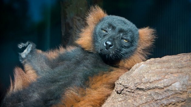 13 animals who are just a bit fed up · The Daily Edge