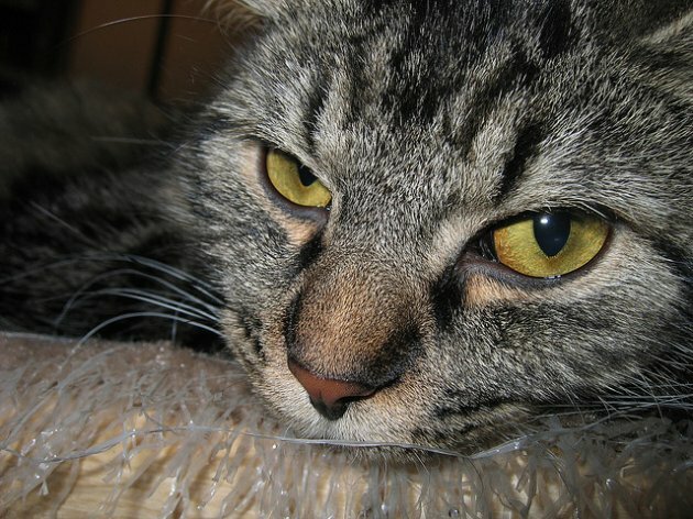 13 animals who are just a bit fed up · The Daily Edge