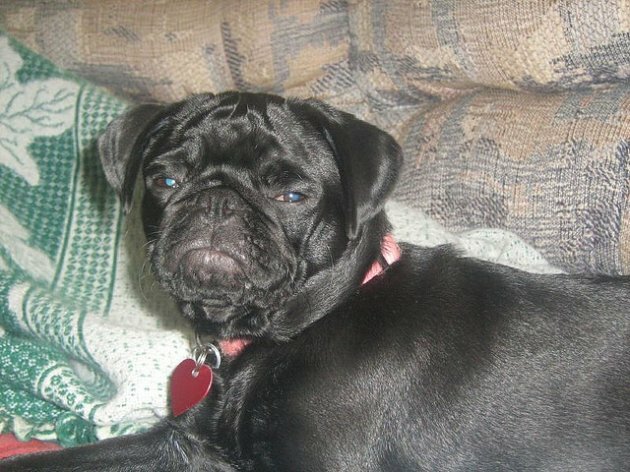 13 animals who are just a bit fed up · The Daily Edge