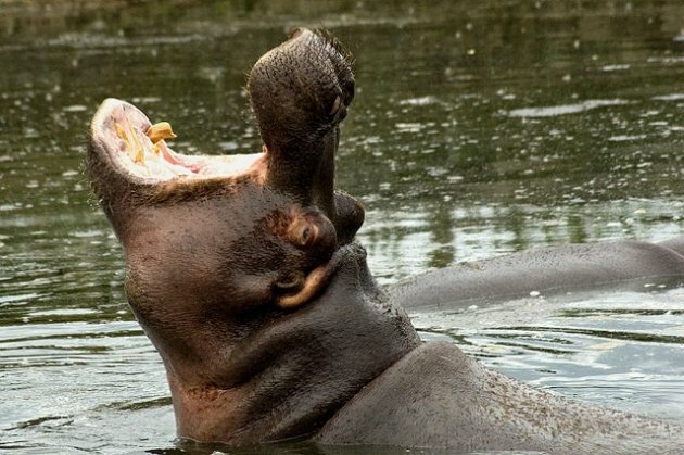 13 animals who are just a bit fed up · The Daily Edge