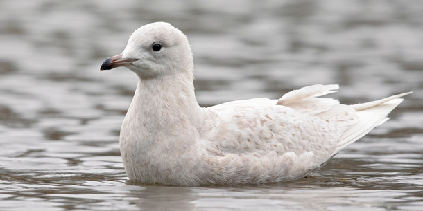Quiz: How well do you know Irish gulls? · TheJournal.ie